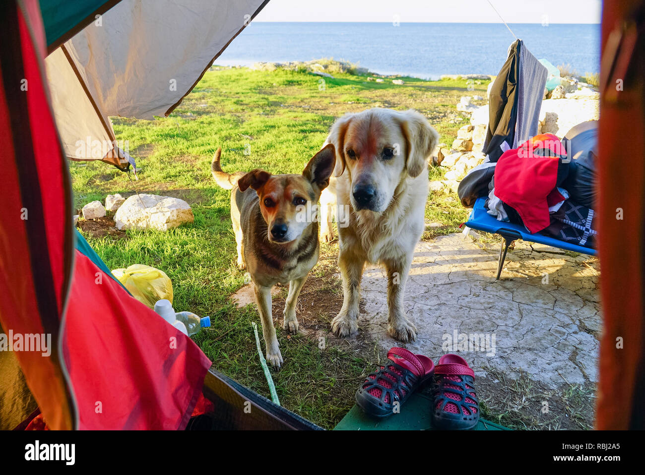 Group stray dogs hi-res stock photography and images - Alamy