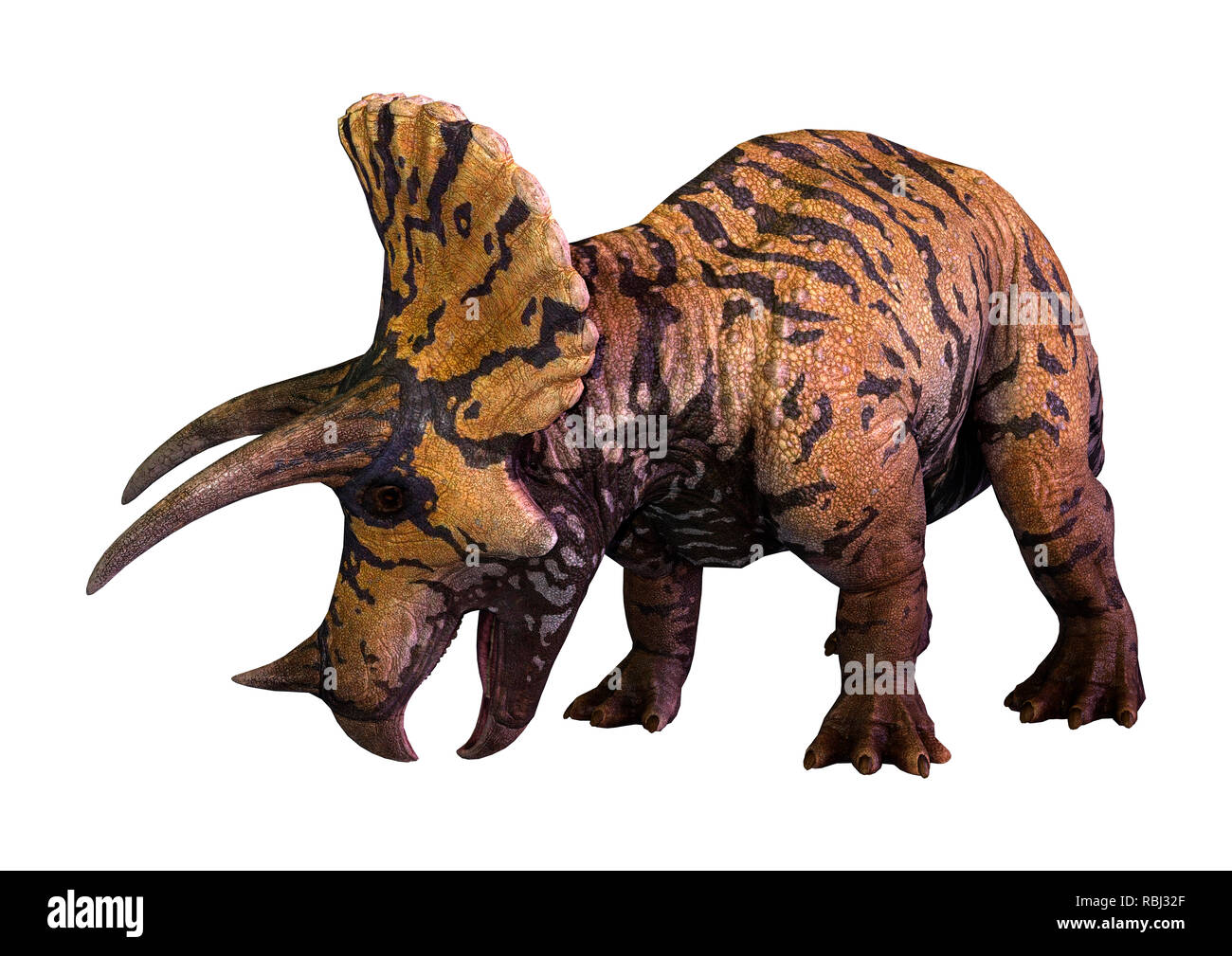3D rendering of a dinosaur Triceratops isolated on white background ...