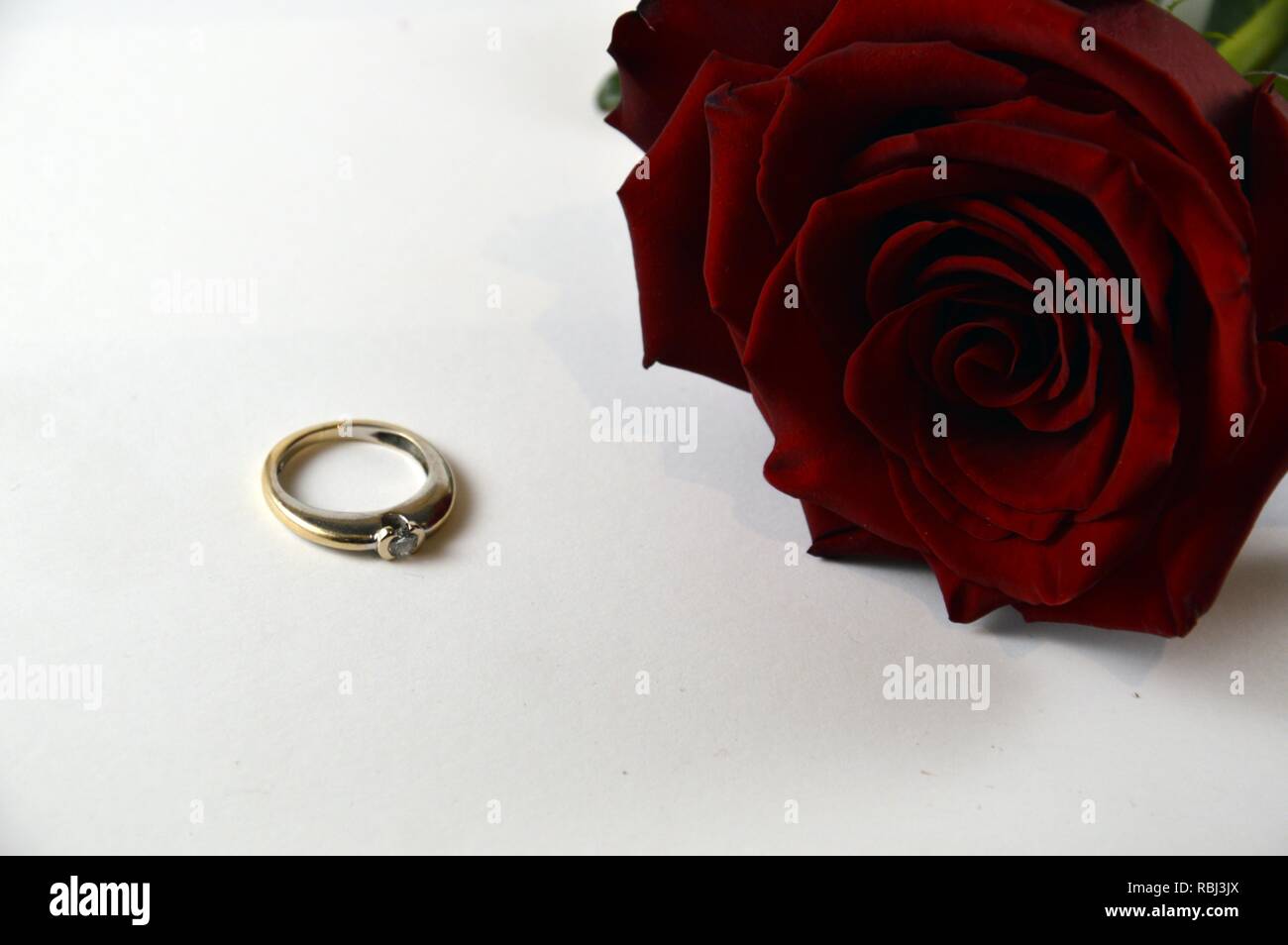 One red rose with engagement ring on white background, for Valentine’s ...