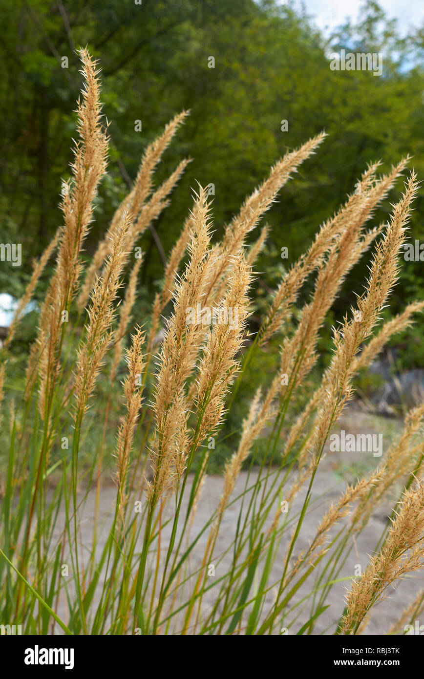 Achnatherum Speciosum