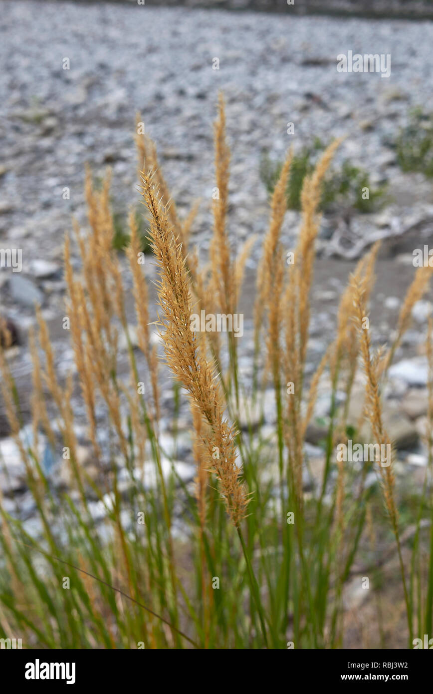 Achnatherum calamagrostis plants near a river Stock Photo - Alamy