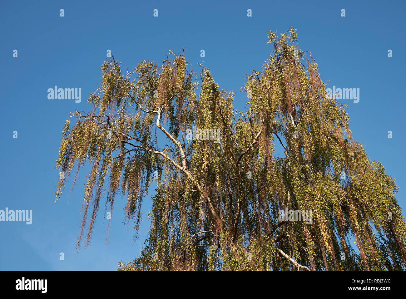 Betula pendula foliage in autumn Stock Photo - Alamy