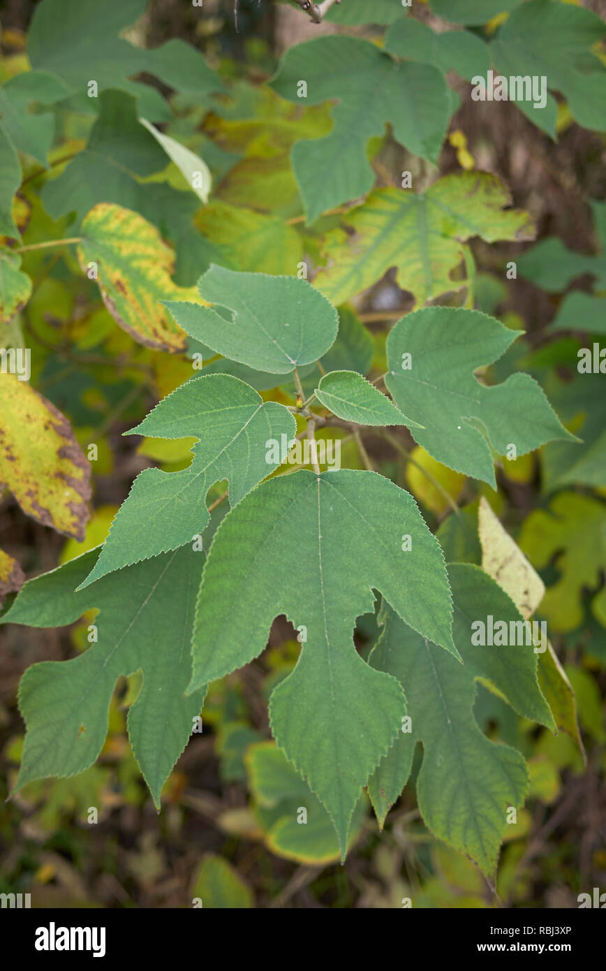 Broussonetia papyrifera foliage in autumn Stock Photo - Alamy