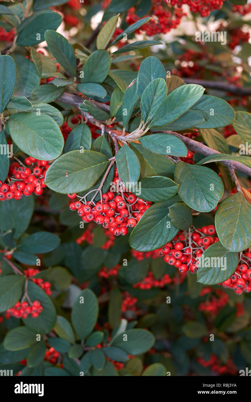Cotoneaster lacteus branch with red berries Stock Photo - Alamy