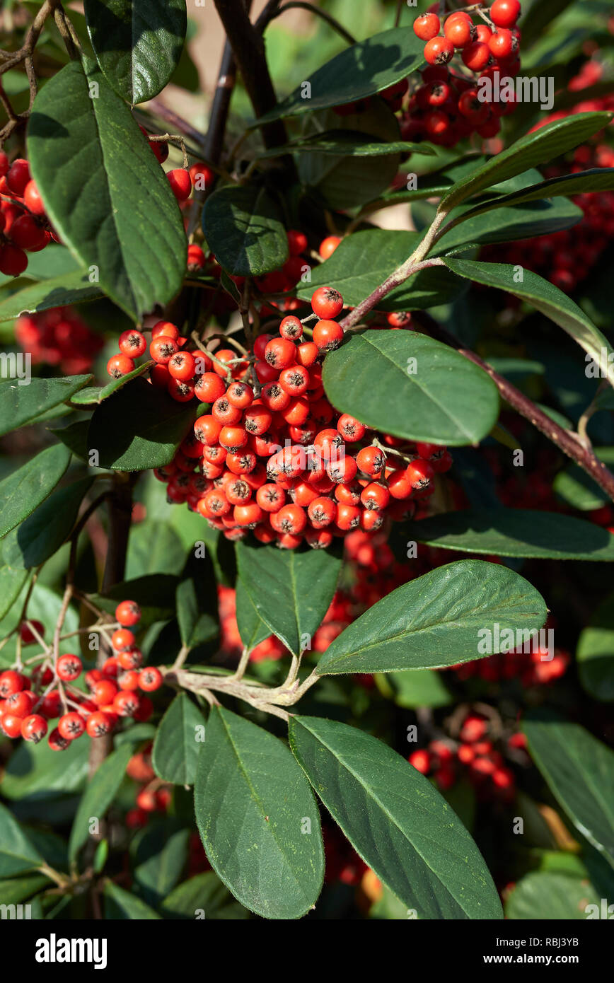 Cotoneaster lacteus branch with red berries Stock Photo - Alamy