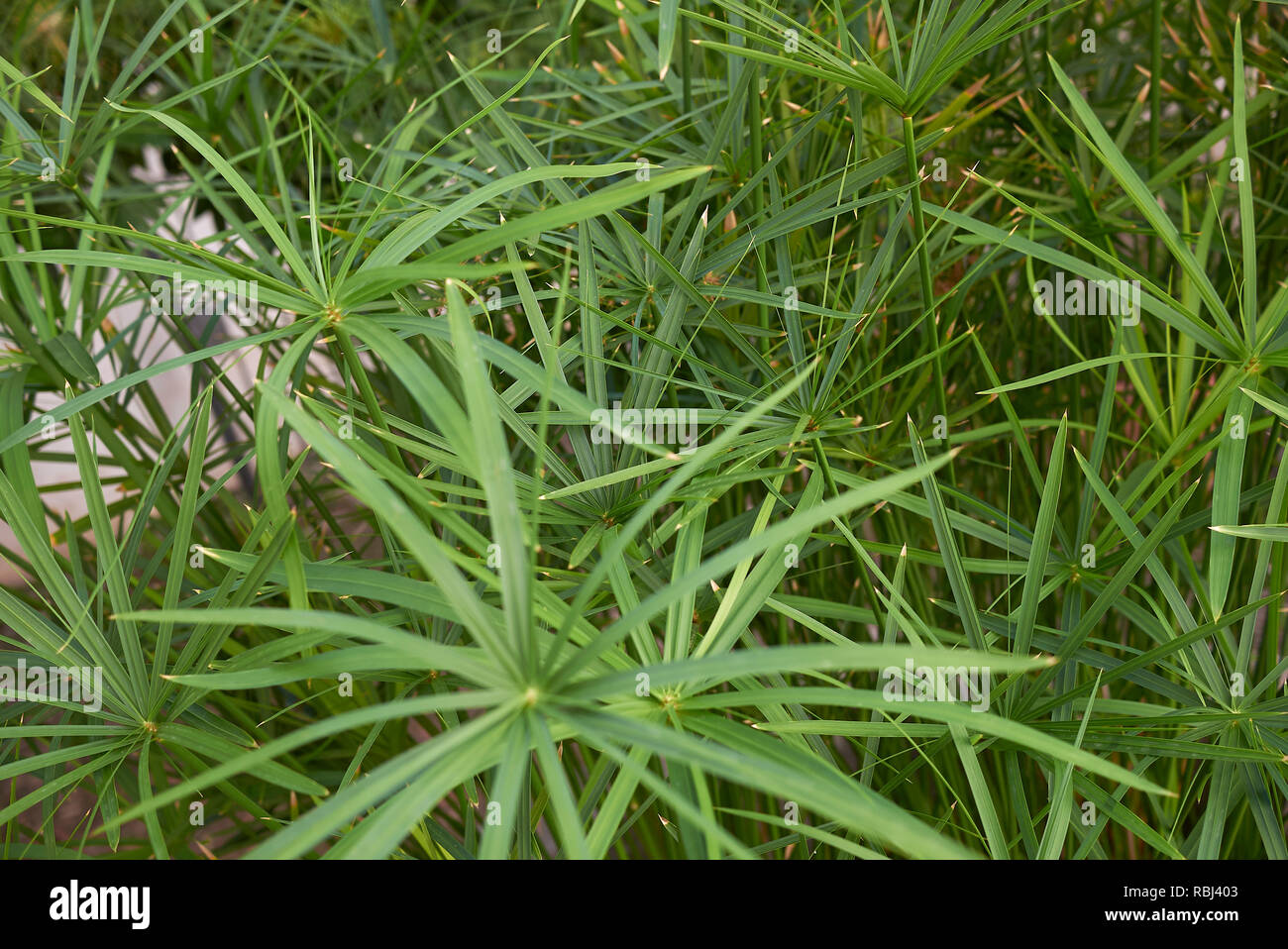 Cyperus alternifolius fresh foliage Stock Photo - Alamy