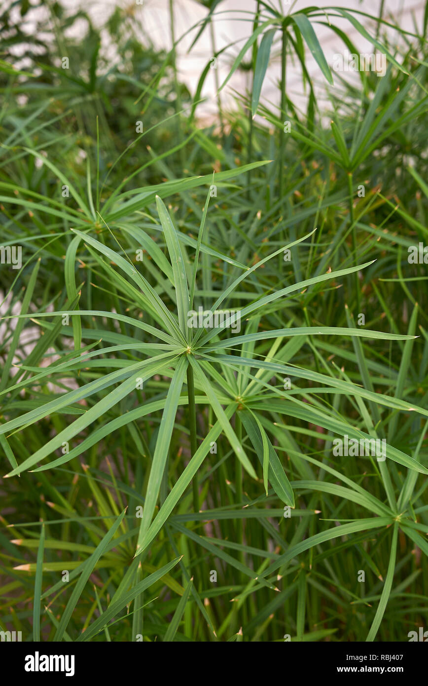 Cyperus alternifolius hi-res stock photography and images - Alamy