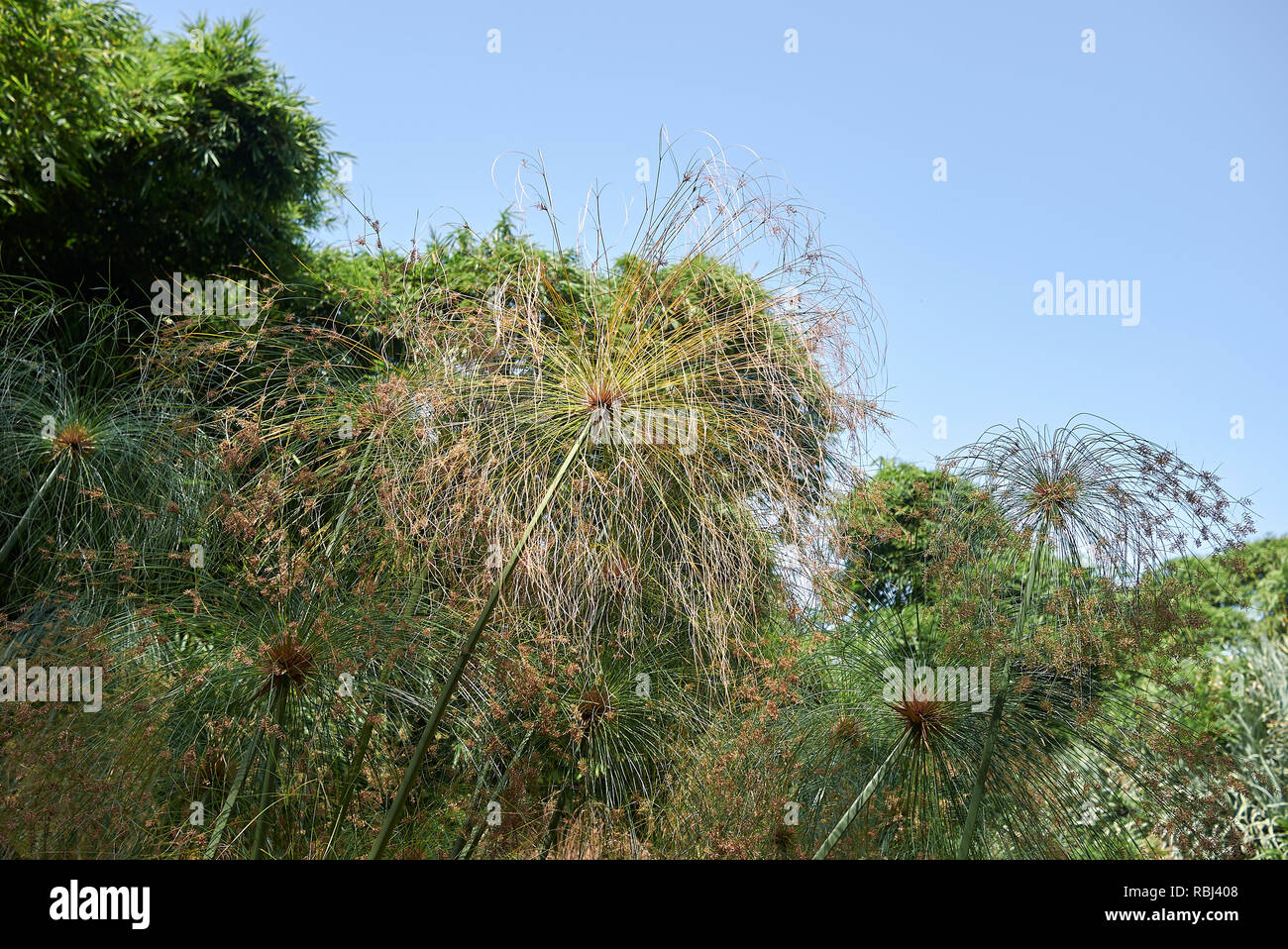 Cyperus papyrus nile hi-res stock photography and images - Alamy