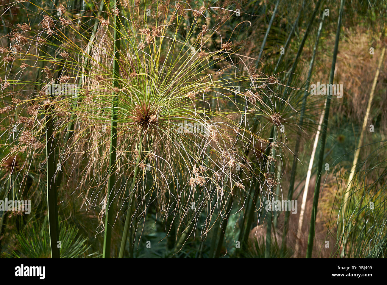 Indian matting plant hi-res stock photography and images - Alamy