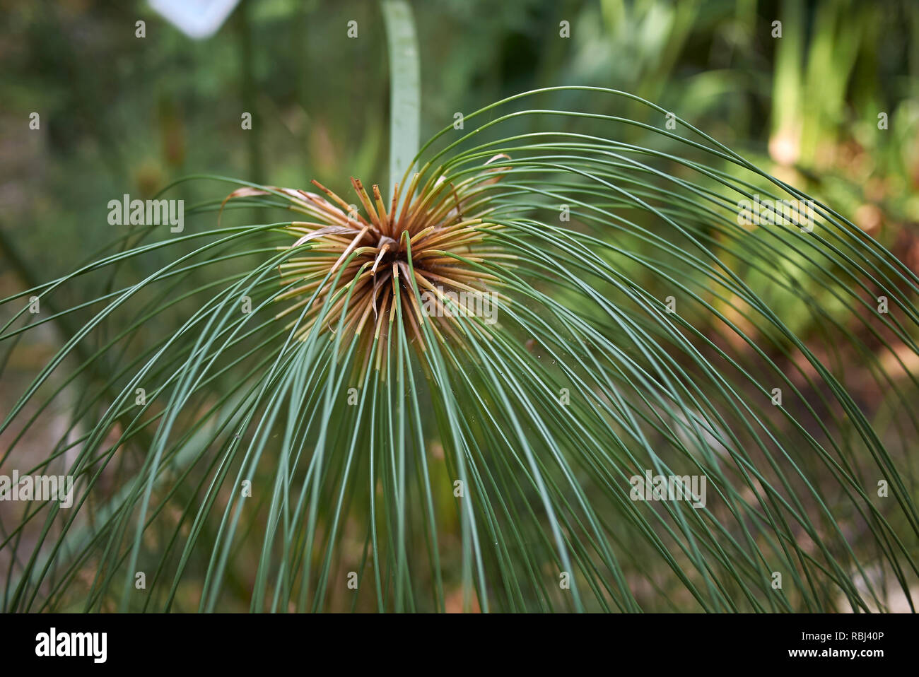 Cyperus papyrus plants in a pond Stock Photo - Alamy