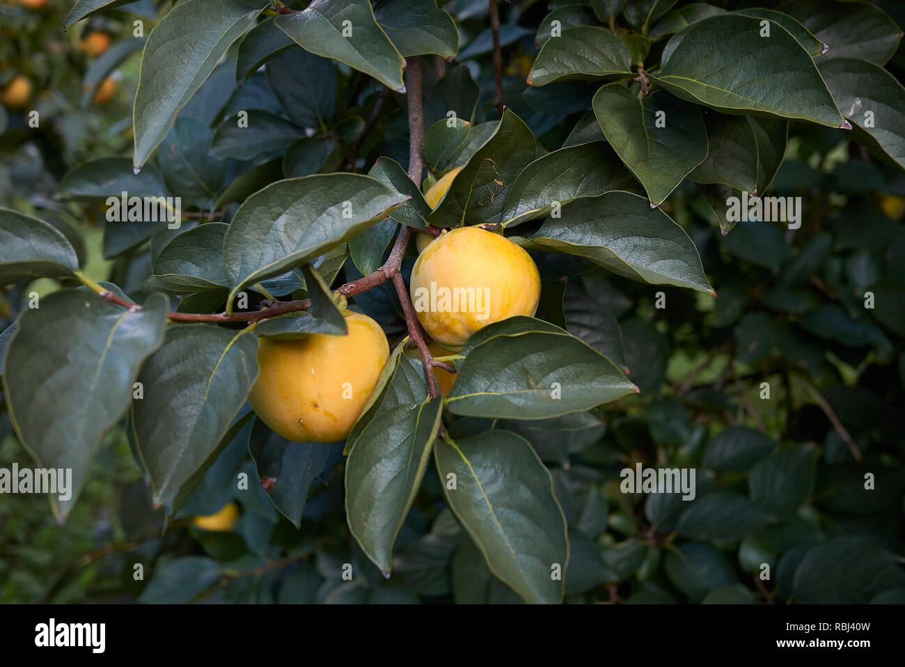 Persimmon tree diospyros kaki leaves hi-res stock photography and ...