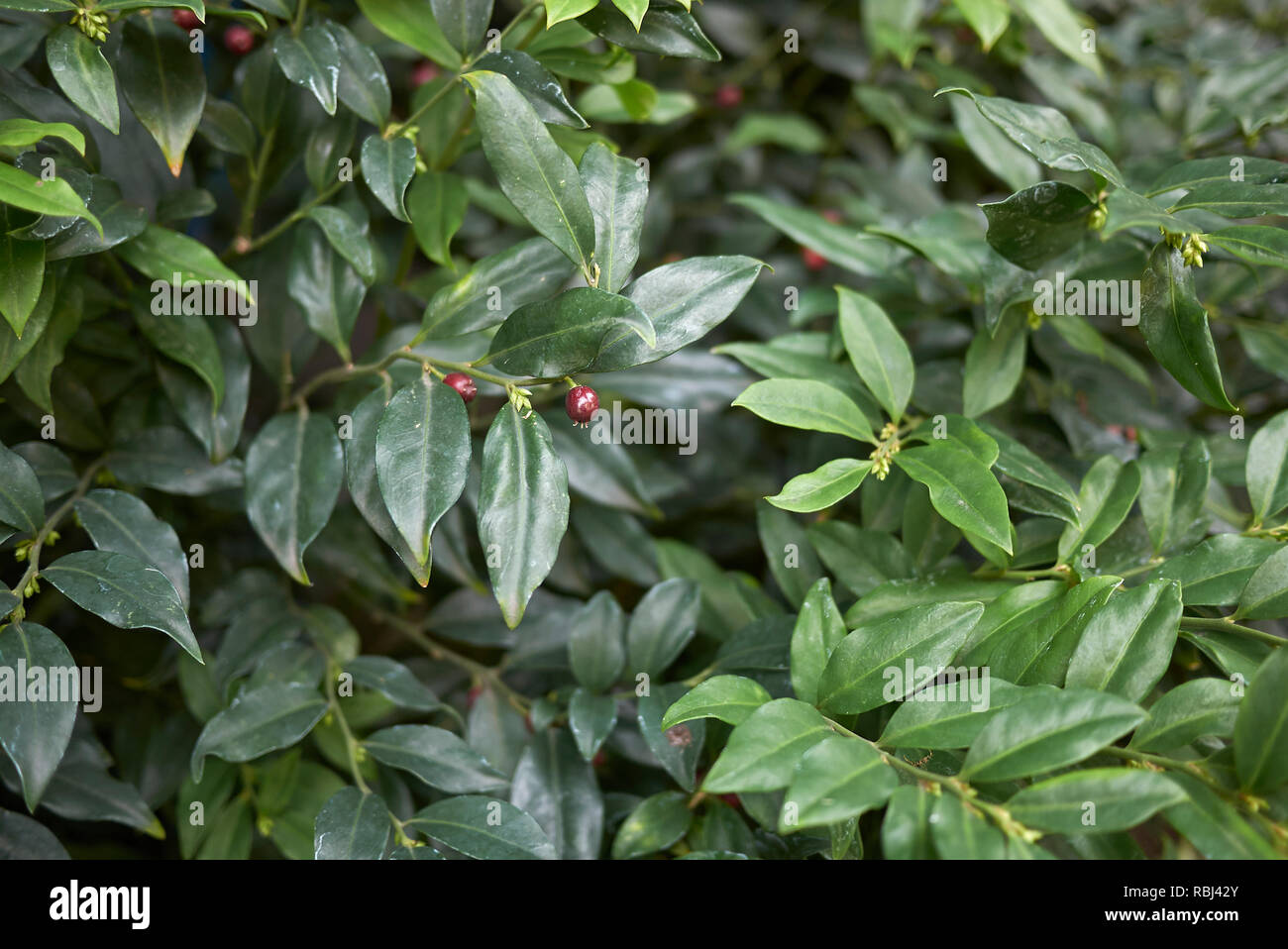 Sarcococca ruscifolia plant with red berries Stock Photo - Alamy
