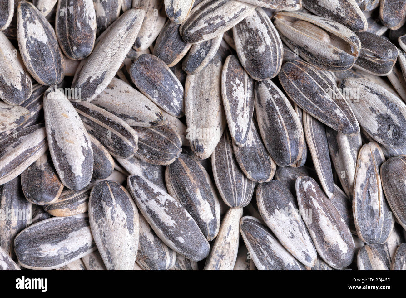 Many sunflower seeds toasted and with little salt Stock Photo - Alamy