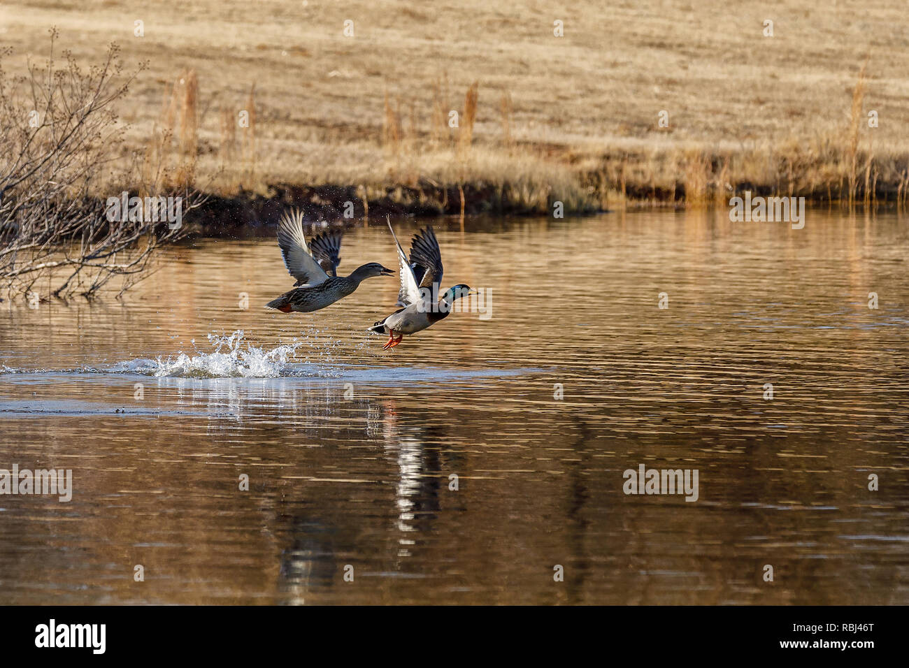 Mallard duck take off hi-res stock photography and images - Alamy