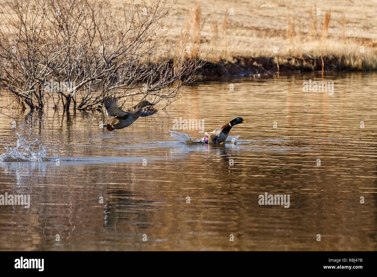 Mallard Duck Take Off High Resolution Stock Photography and Images - Alamy