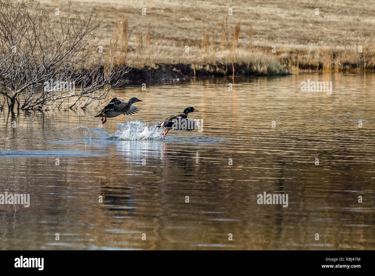 Mallard duck take off hi-res stock photography and images - Alamy