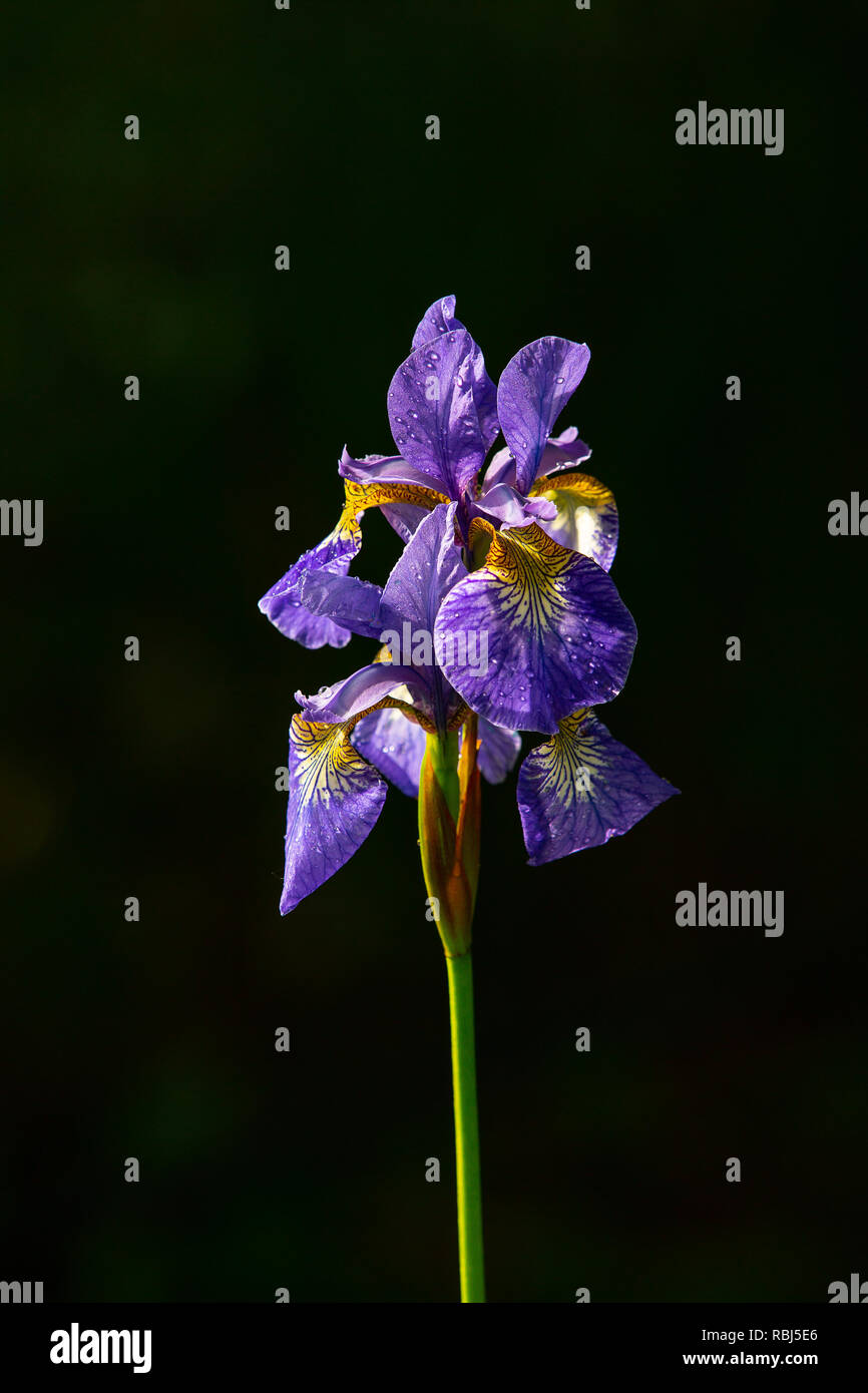 Blue iris with water bubbles on black background Stock Photo - Alamy