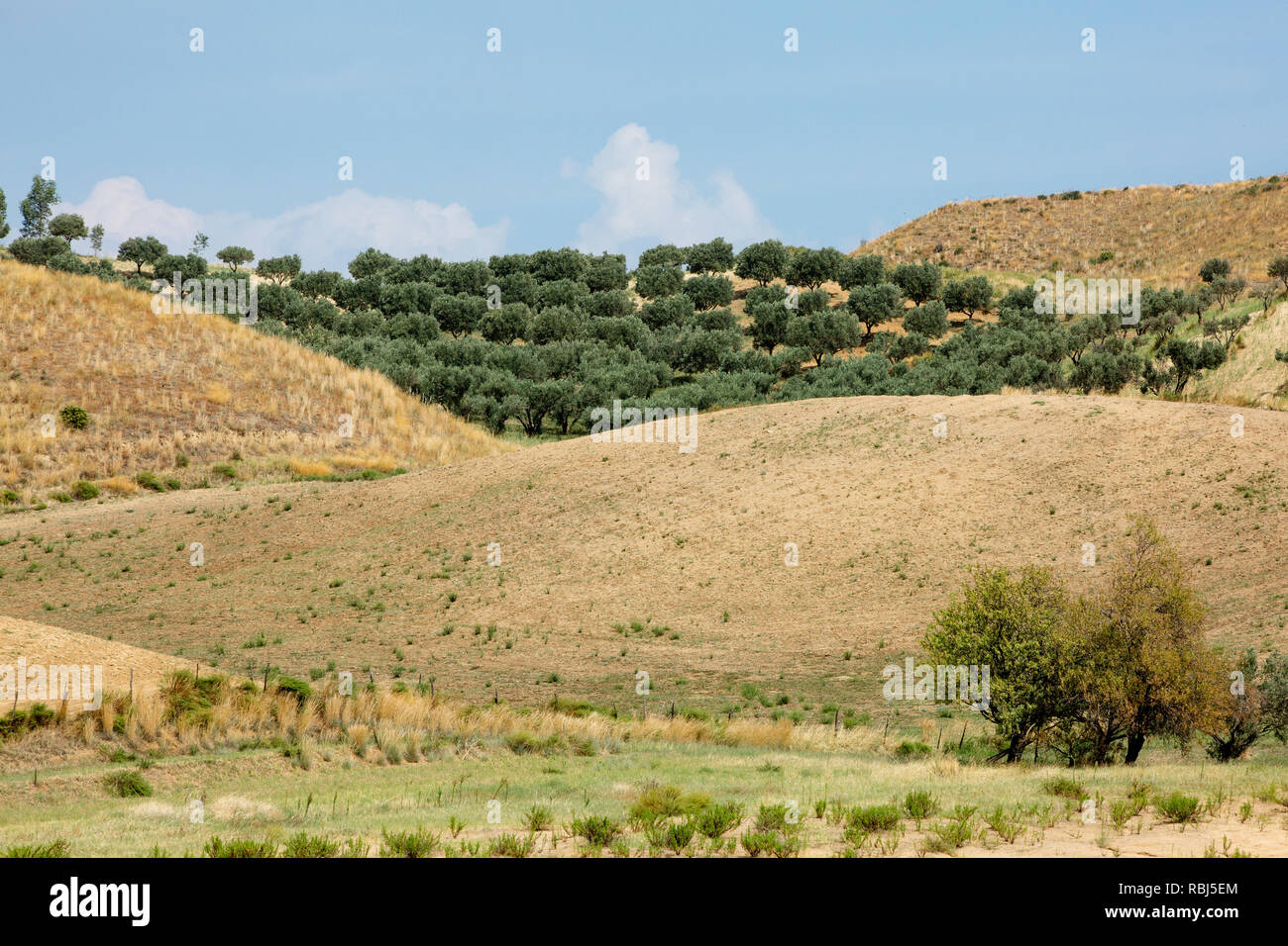 Olive trees garden in Calabria, Italy Stock Photo - Alamy