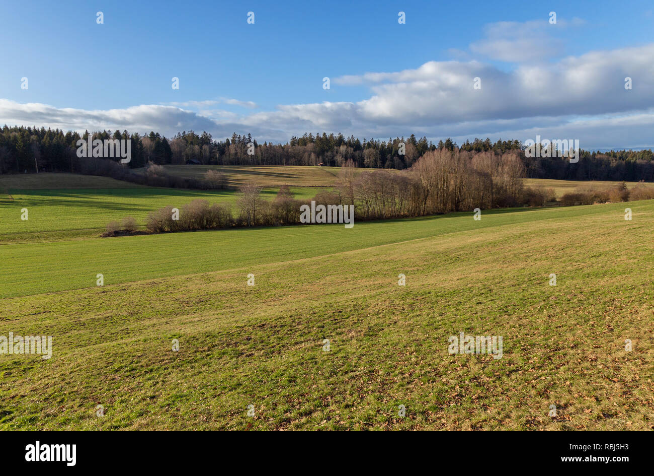 Beautiful view of a meadow with green grass, trees and sky scape on ...