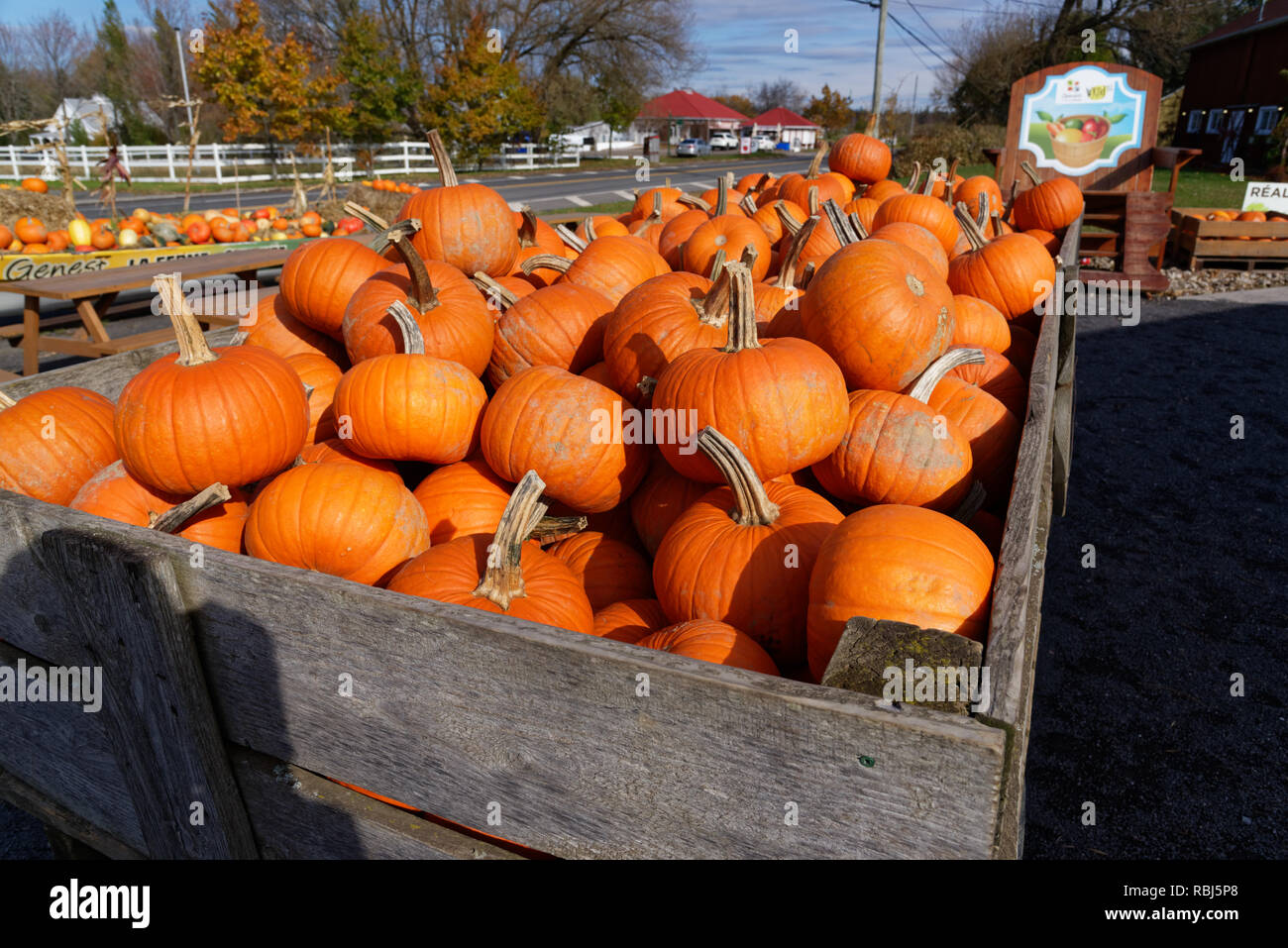 Pumpkins in trailer hi-res stock photography and images - Alamy