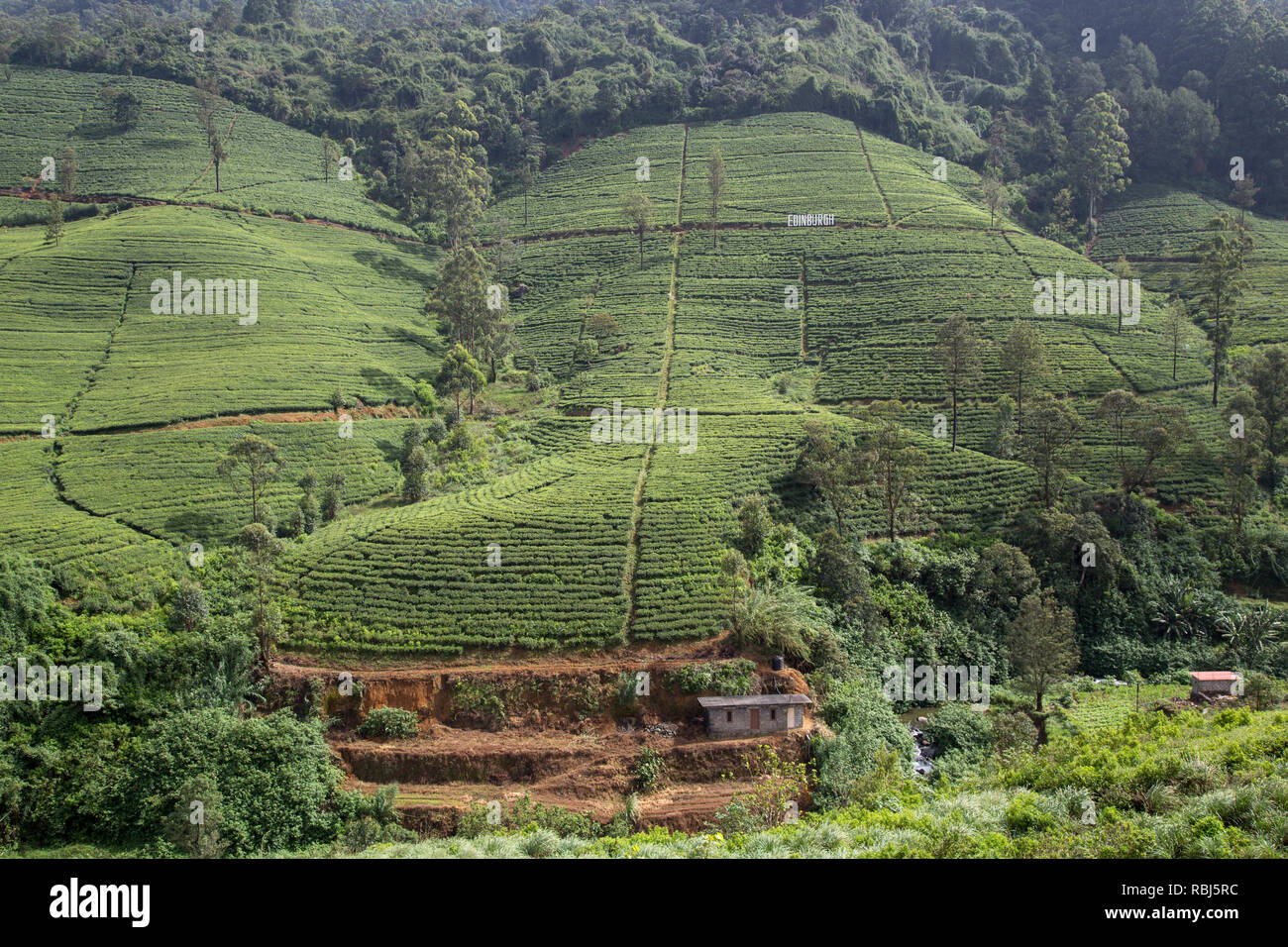 Tea estate sri lanka hi-res stock photography and images - Alamy