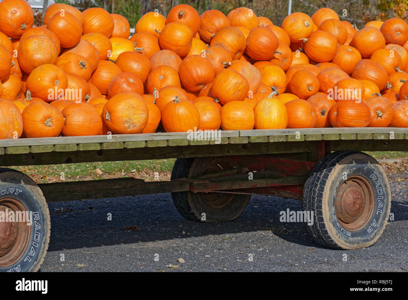 A trailer full of pumpkins in Quebec Stock Photo - Alamy