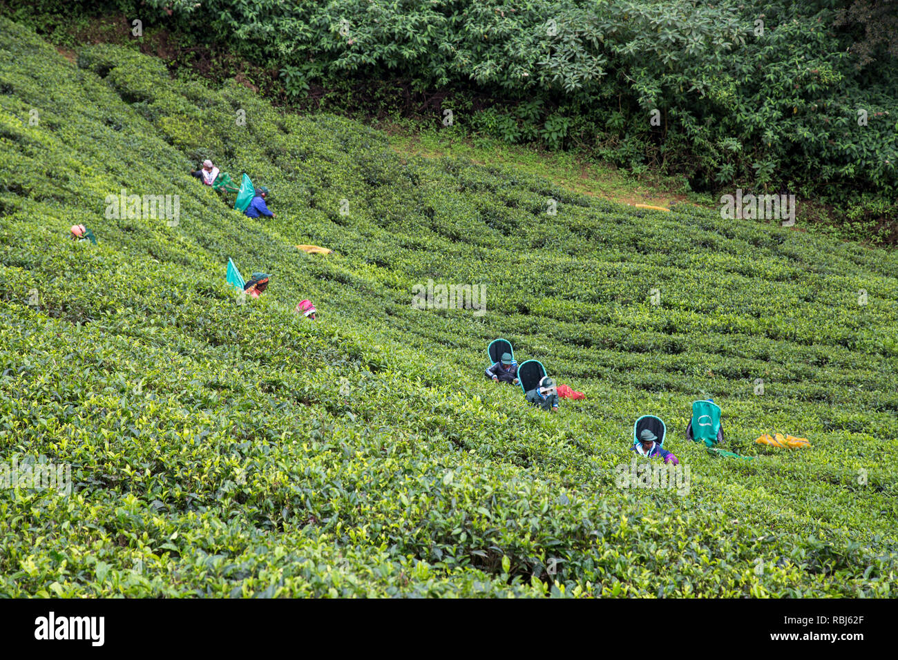 Woman tea plantation worker hi-res stock photography and images - Alamy
