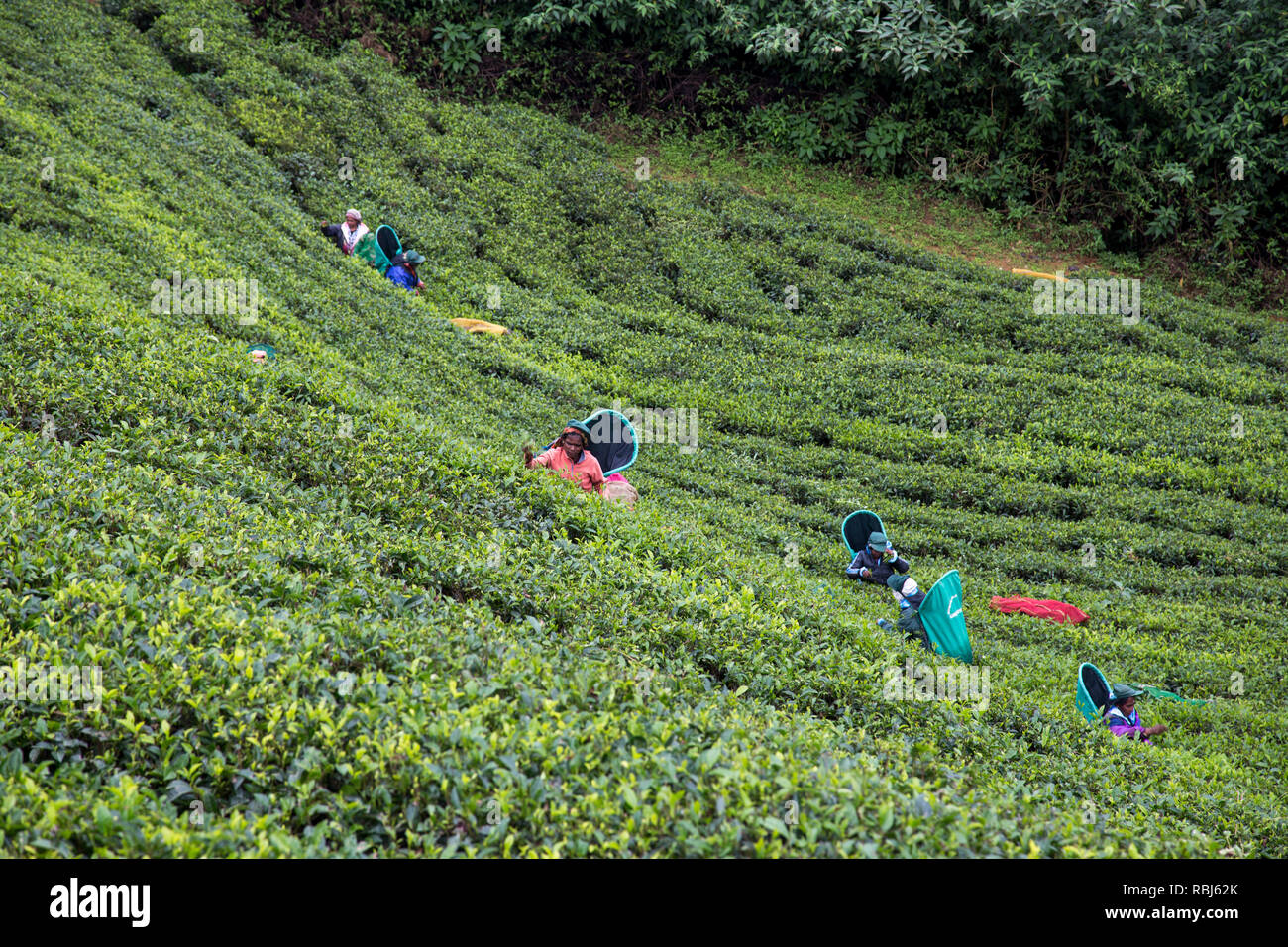 Tea plantation workers in Nuwara Eliya, Sri Lanka Stock Photo - Alamy