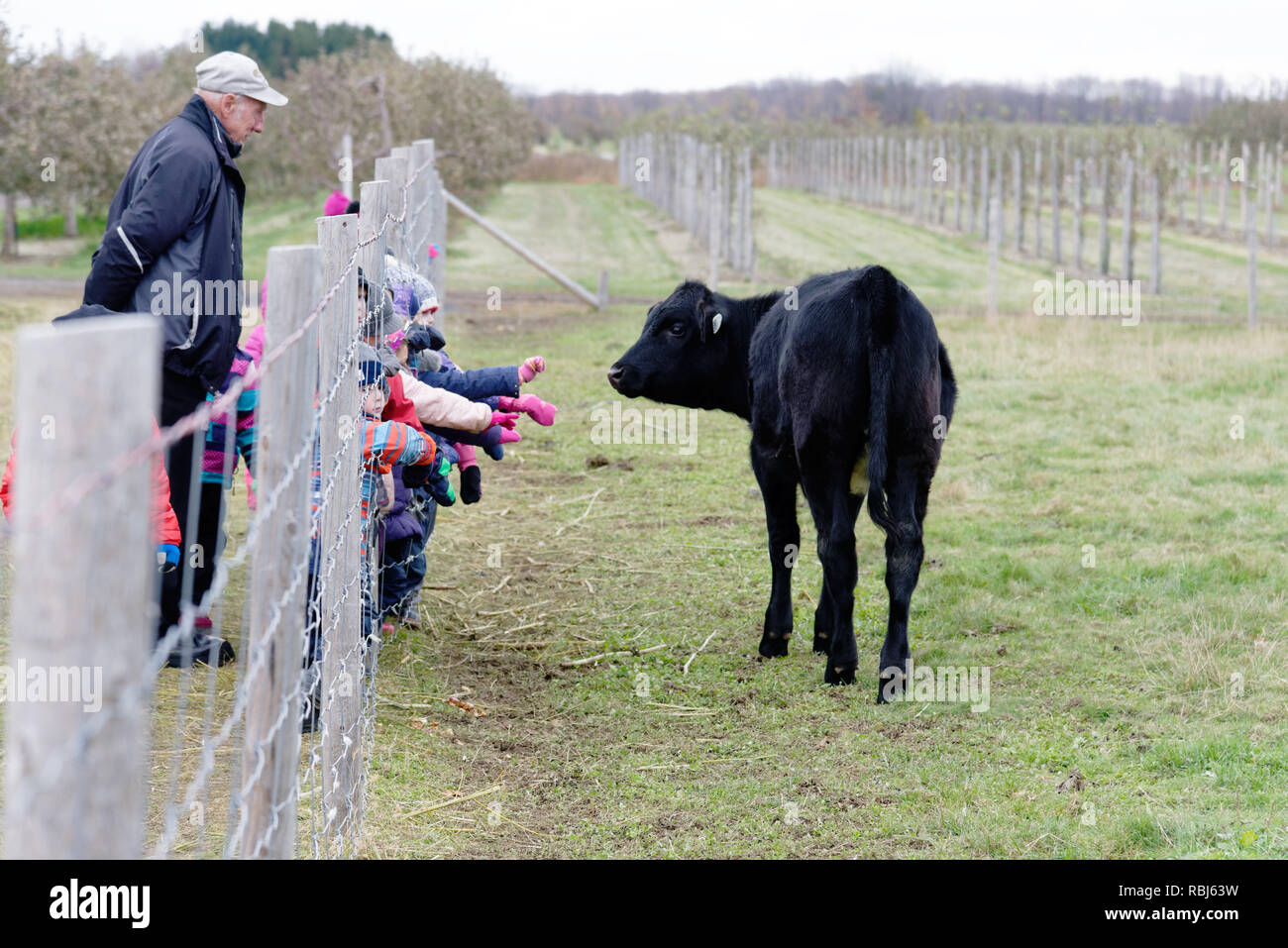 Children on a farm reaching through a fence to touch a black calf Stock ...