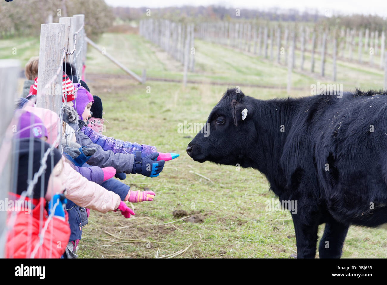 Children on a farm reaching through a fence to touch a black calf Stock ...