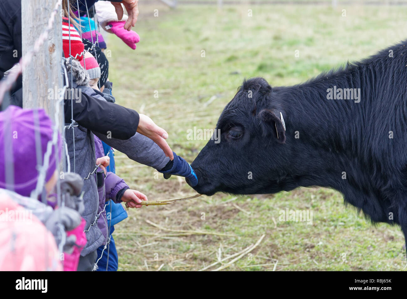 Children on a farm reaching through a fence to touch a black calf Stock ...