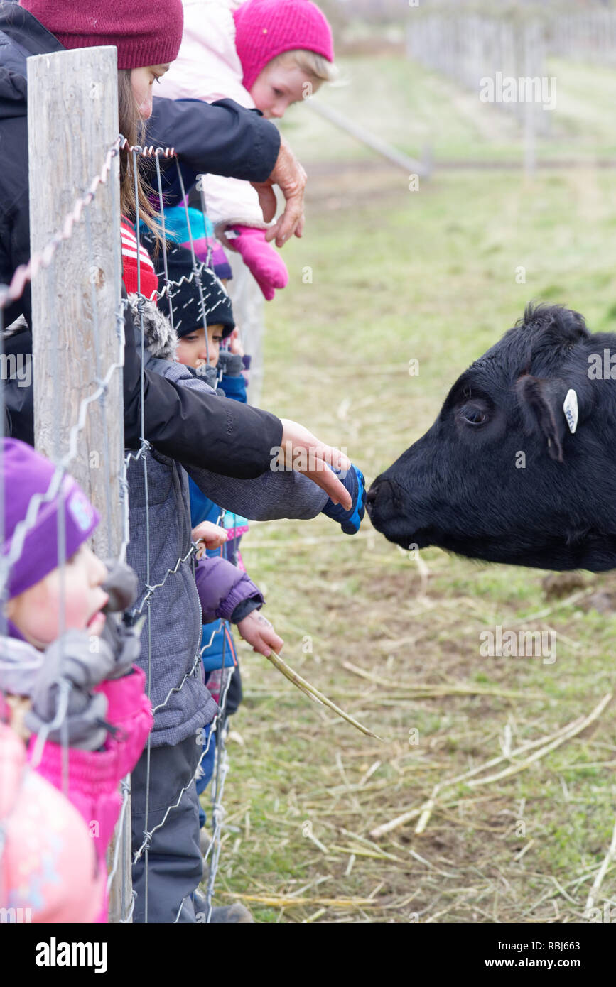 Children on a farm reaching through a fence to touch a black calf Stock ...