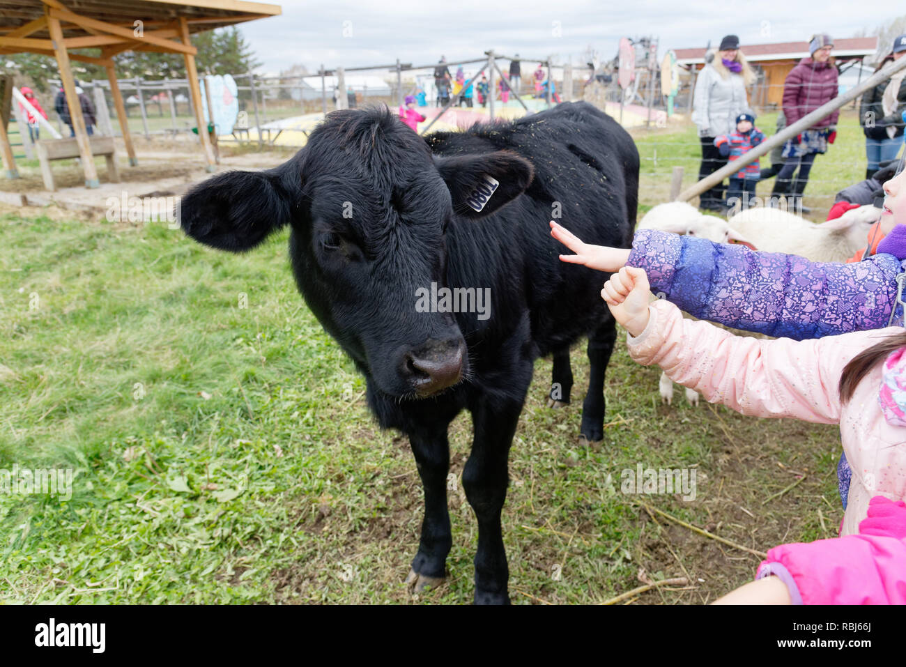 Children on a farm reaching through a fence to touch a black calf Stock ...