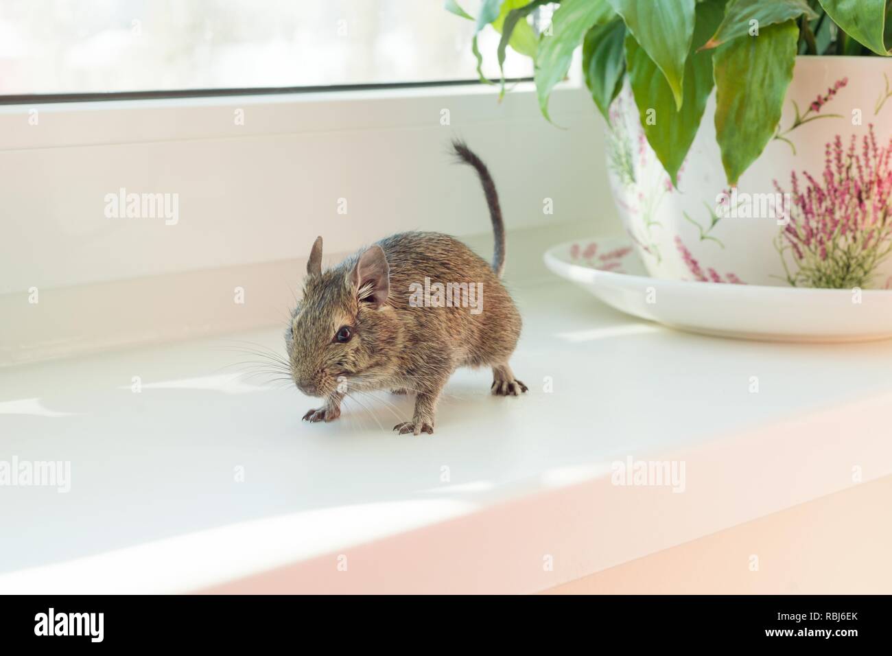 Fluffy pet rodent chilean hi-res stock photography and images - Alamy