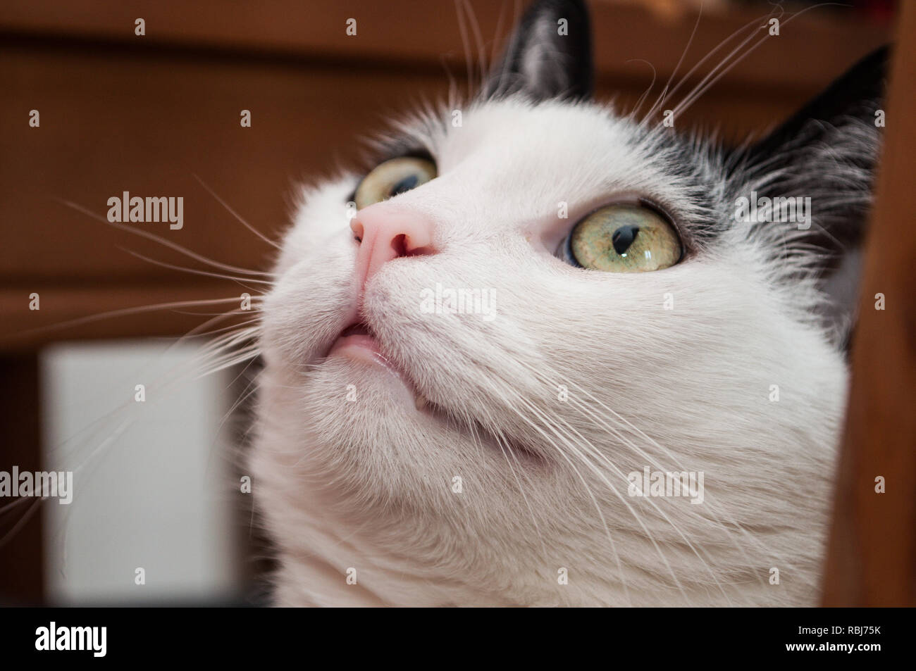 Cat looking up Stock Photo - Alamy
