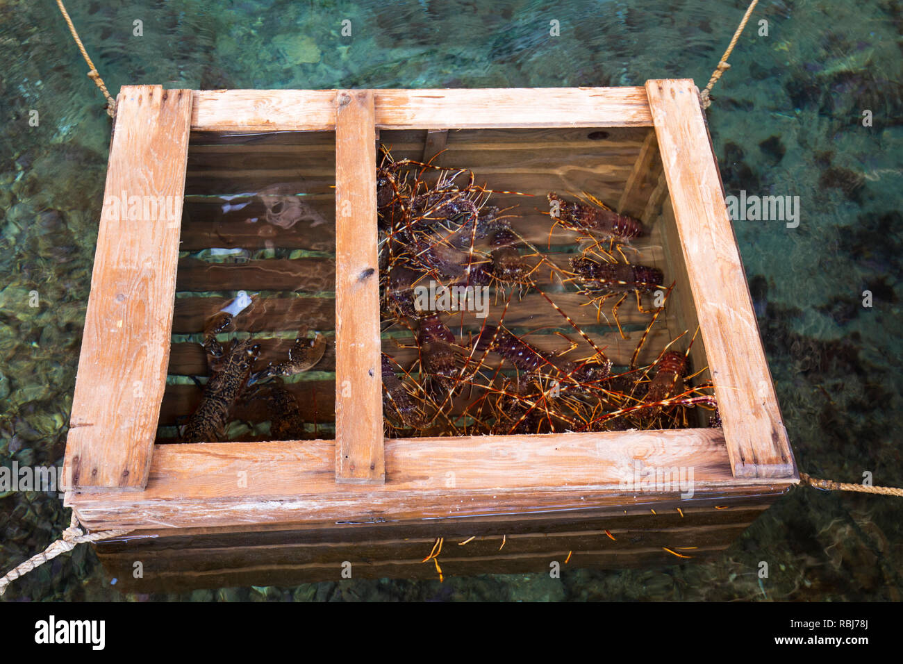 A box of fresh lobster in the water ready to be served to customers ...