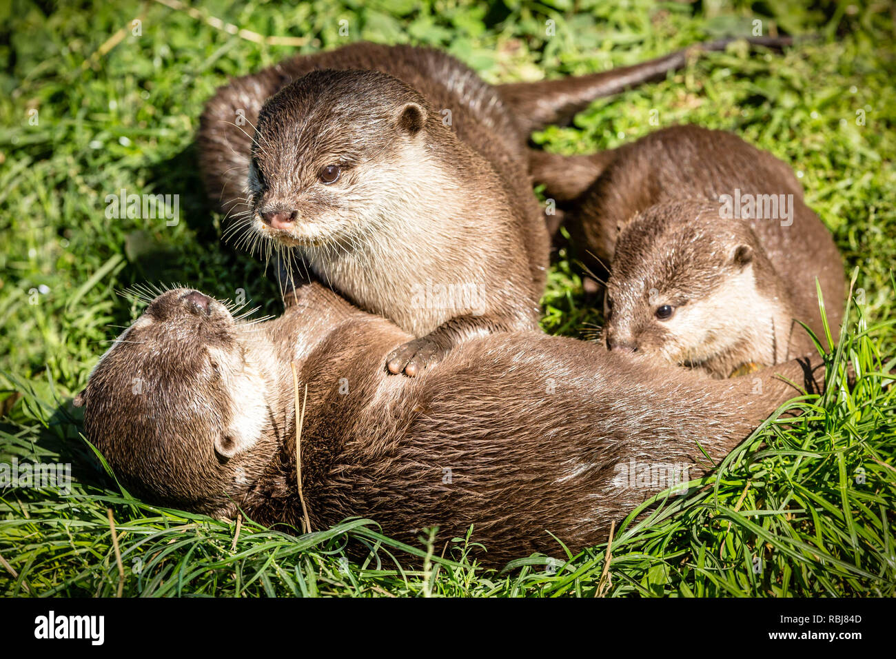 California sea otter and baby hi-res stock photography and images - Alamy
