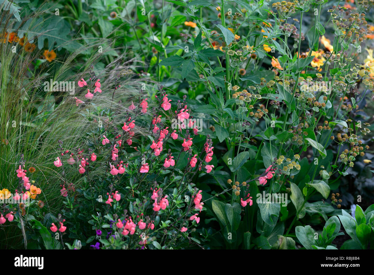 Salvia greggii Lowrys Peach,sages,sage,salvias,Bupleurum longifolium ...