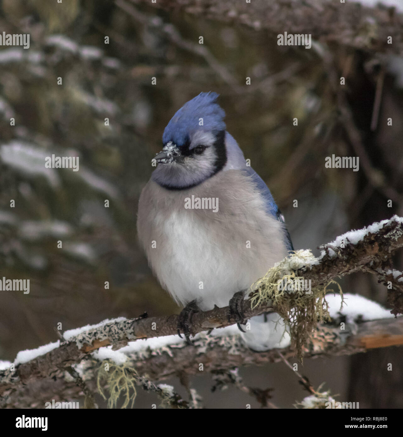 Bluejay in snowy tree hi-res stock photography and images - Alamy