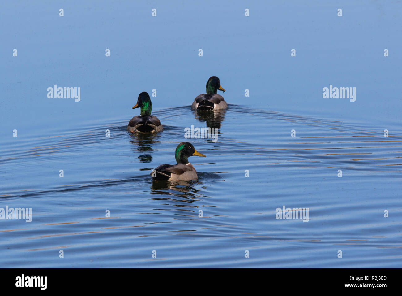 Three Mallards on a pond Stock Photo - Alamy