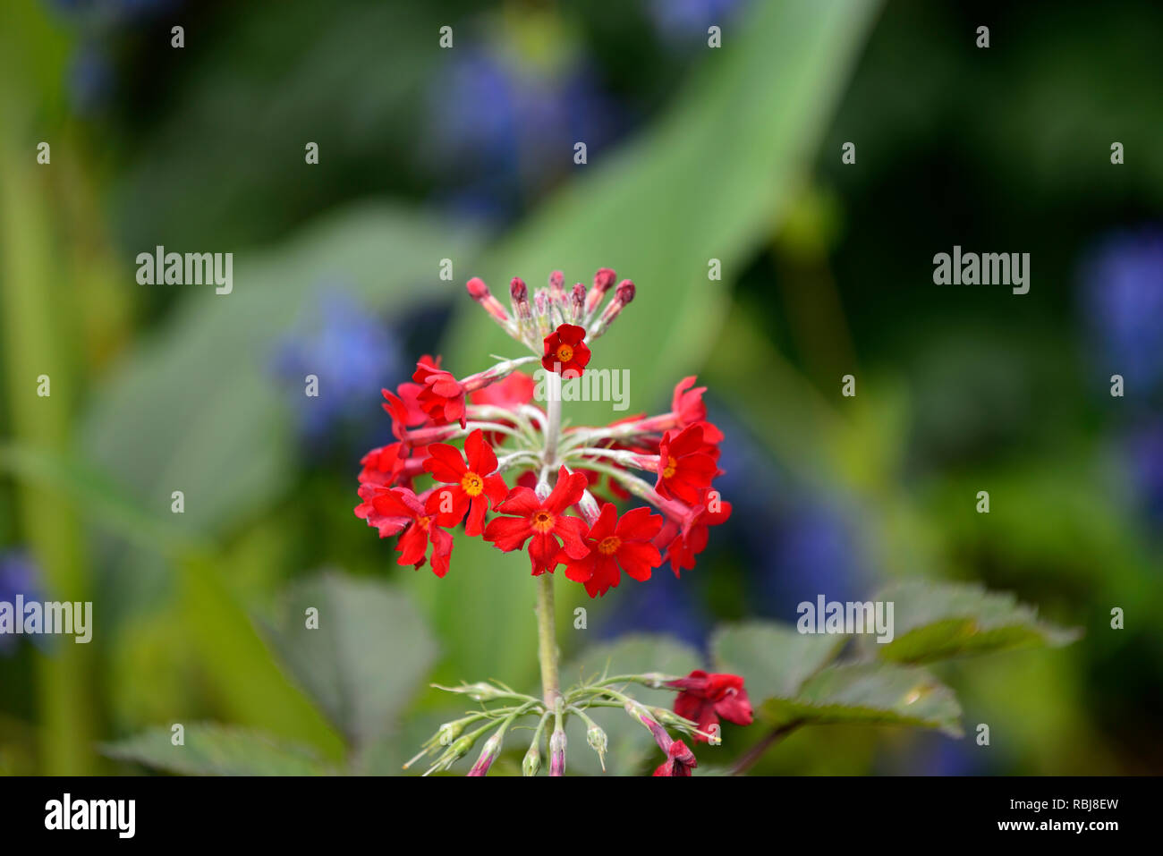primula japonica red form,hybrid,hybrids,Candelabra Primrose,red ...