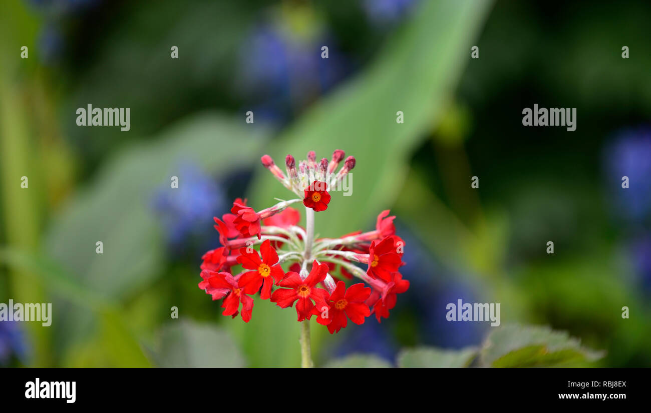 primula japonica red form,hybrid,hybrids,Candelabra Primrose,red ...