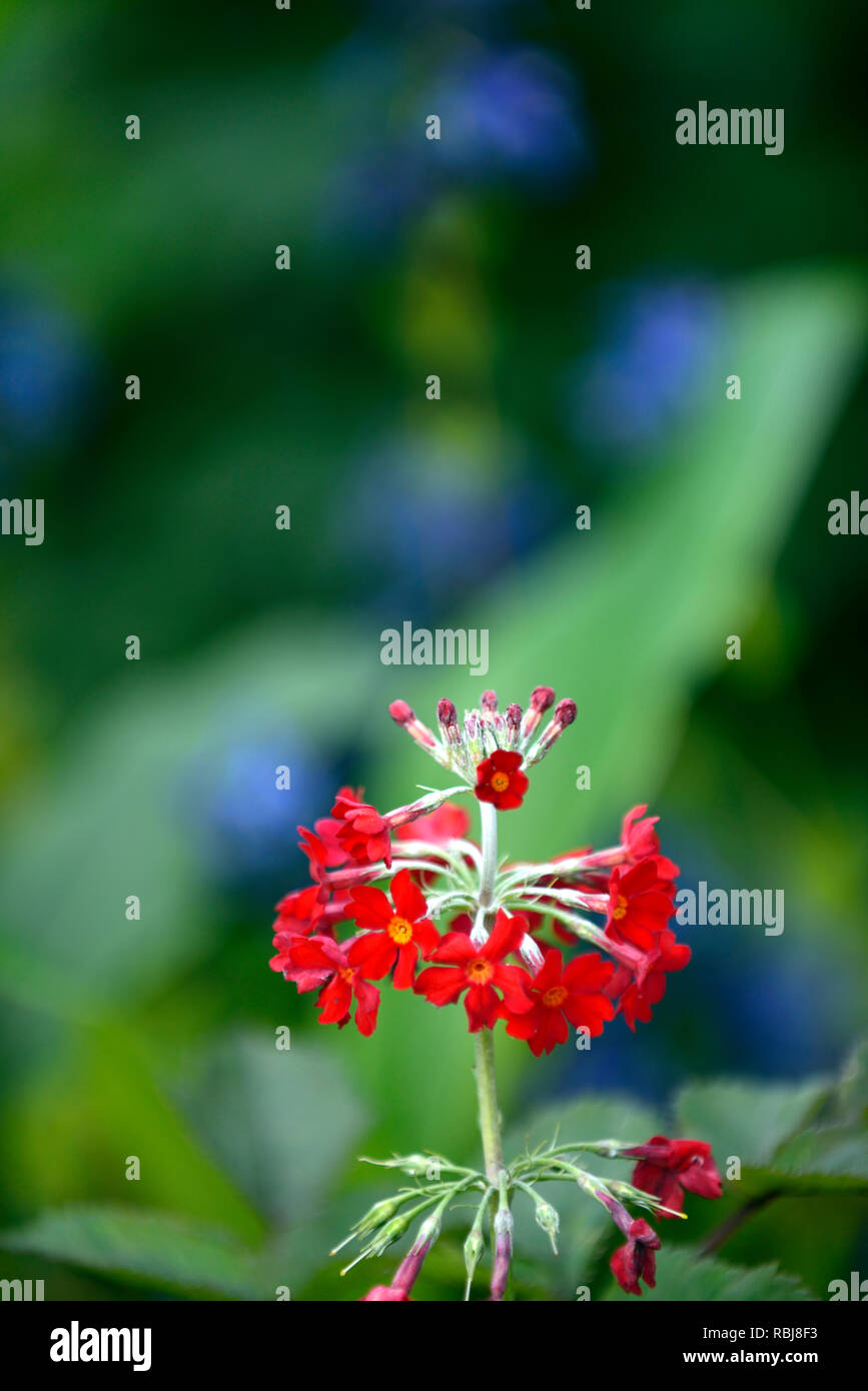 primula japonica red form,hybrid,hybrids,Candelabra Primrose,red ...