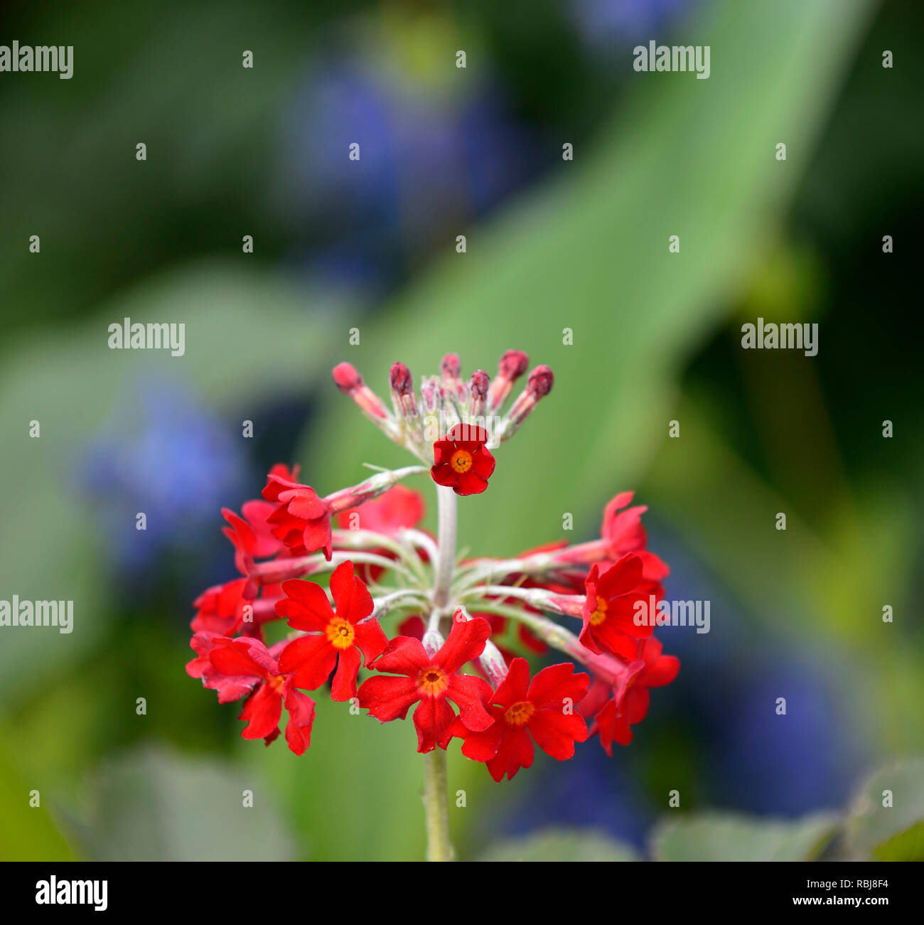 primula japonica red form,hybrid,hybrids,Candelabra Primrose,red ...