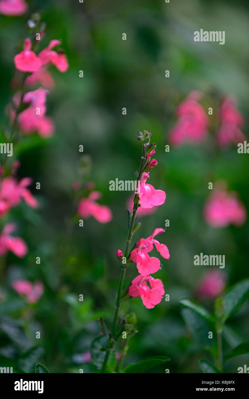Peach sage hi-res stock photography and images - Alamy