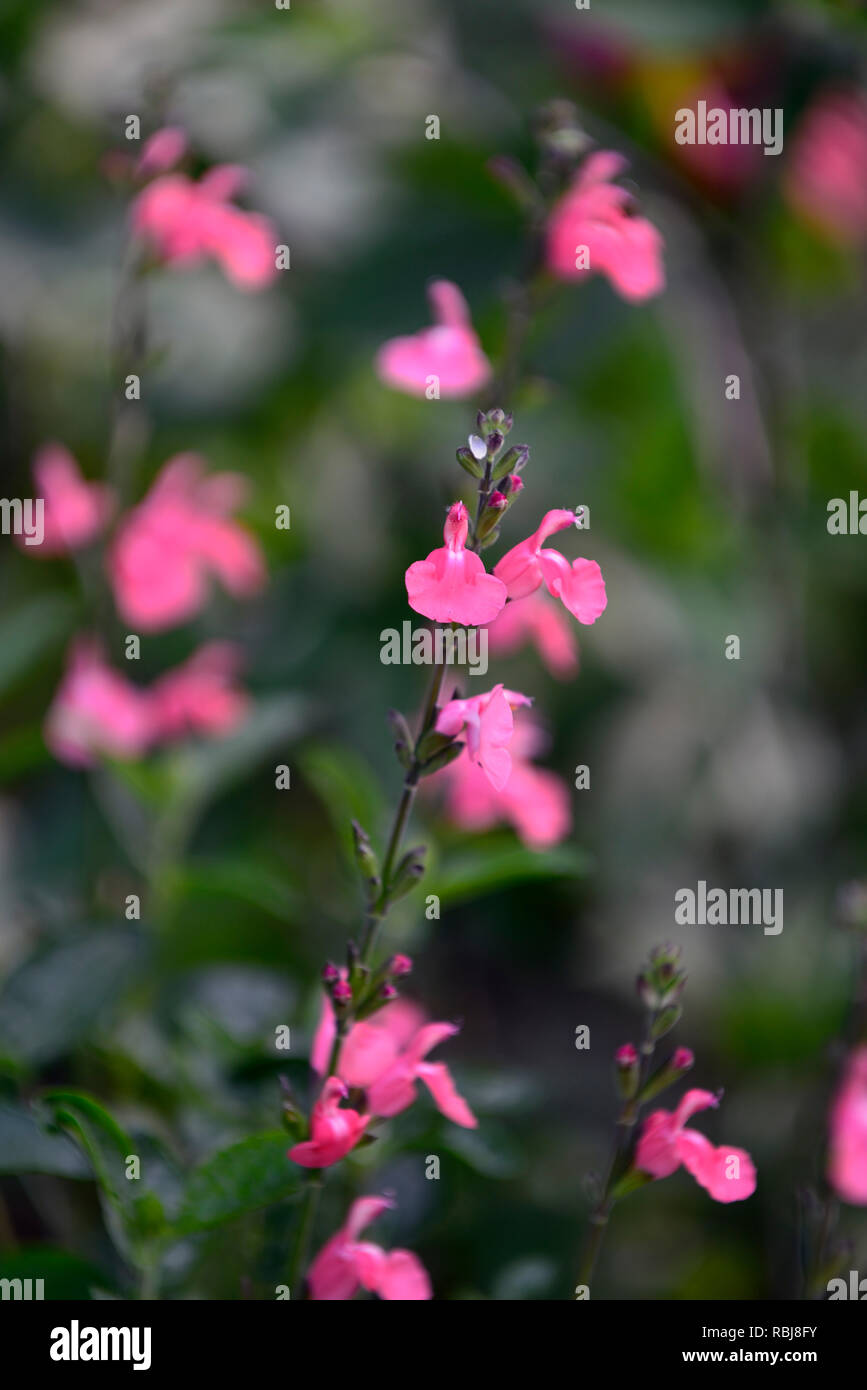 Salvia greggii Lowrys Peach,sages,sage,salvias,scented,RM Floral Stock ...