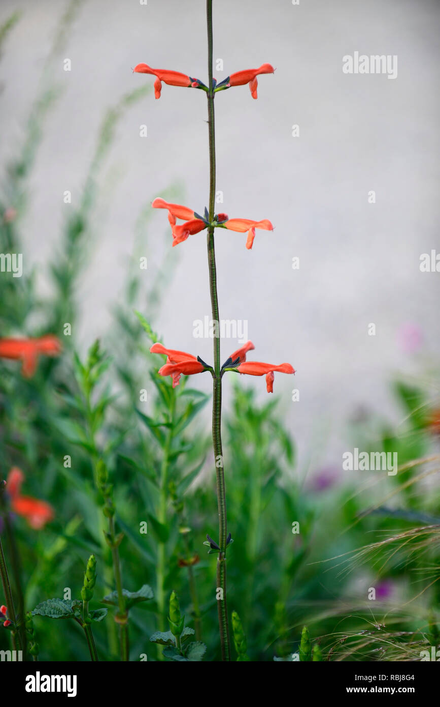 Tubular flowers hi-res stock photography and images - Alamy