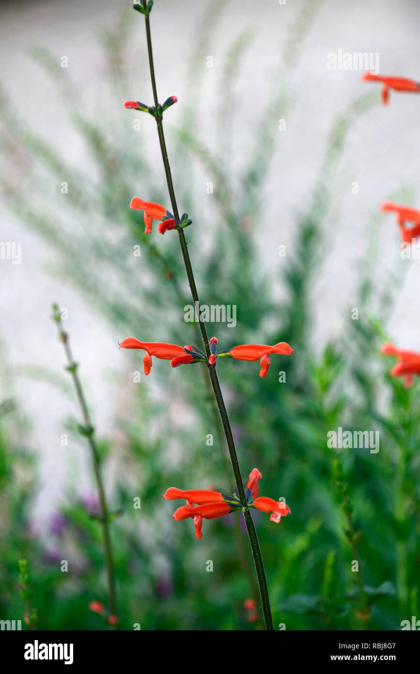Tubular flowers hi-res stock photography and images - Alamy