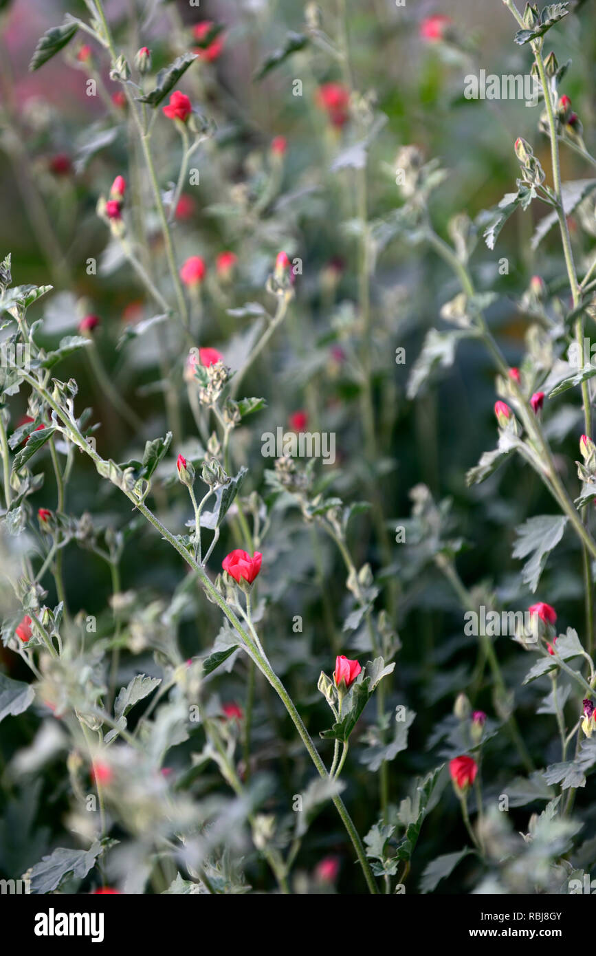 Sphaeralcea coral hi-res stock photography and images - Alamy
