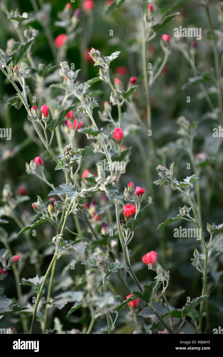 Sphaeralcea newleaze coral hi-res stock photography and images - Alamy